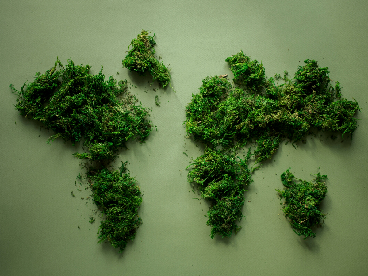 Devenir écolo en adoptant ces 10 habitudes | Ector Sneakers